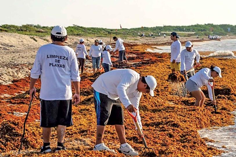 Se adelanta temporada de sargazo – Monitor Poblano